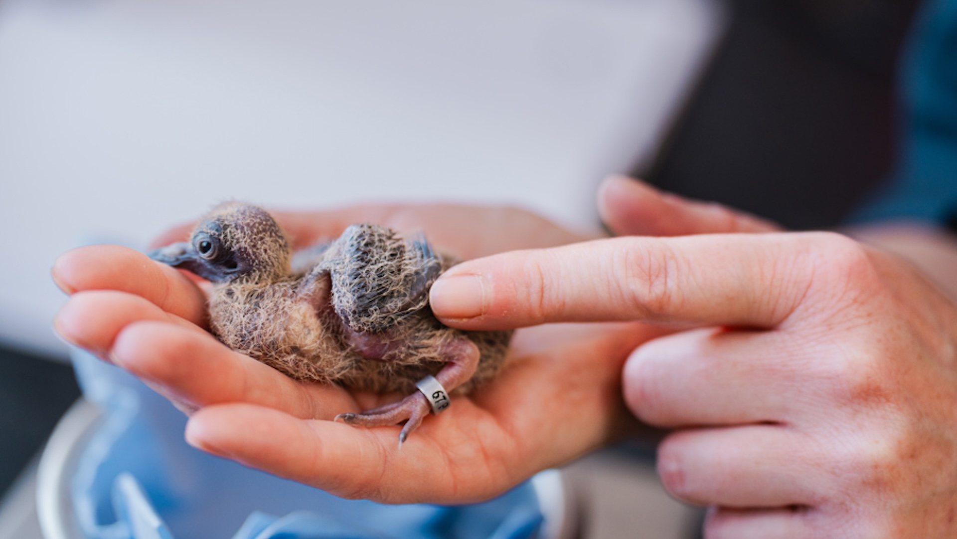 Rare bird species makes stunning comeback thanks to one person's ...