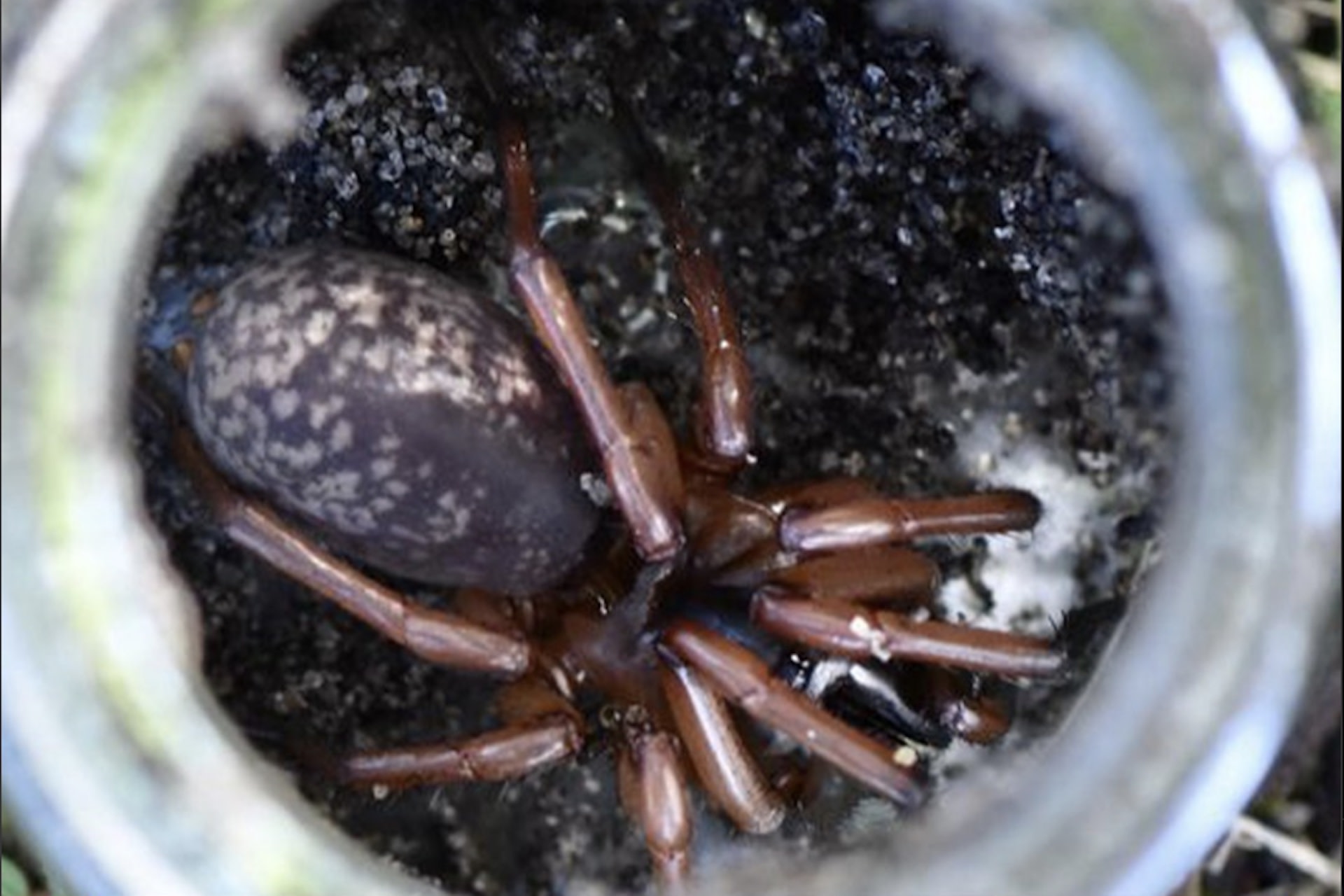 Researchers astonished after 'gem-like' creature reappears for first ...