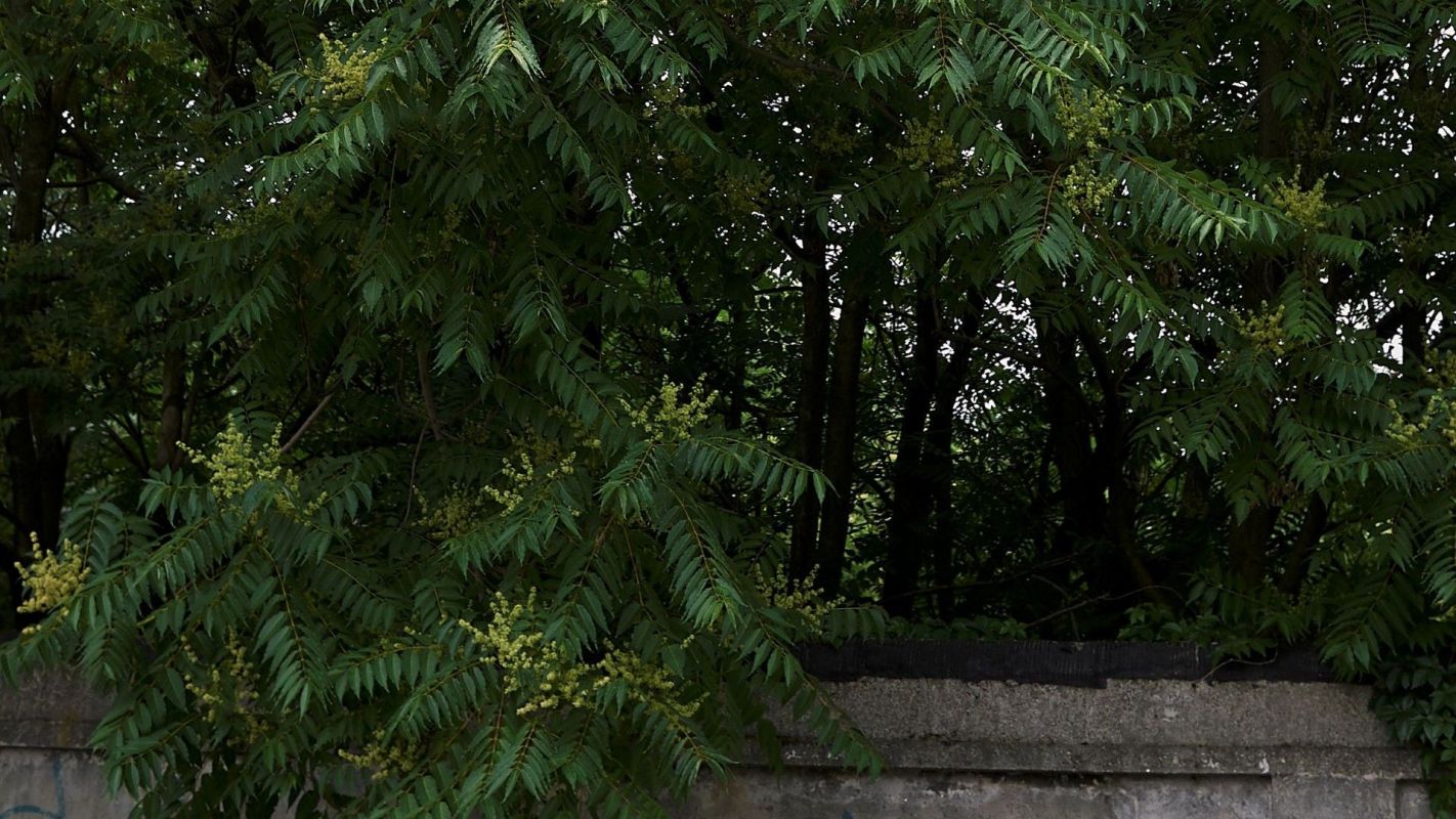 Resident issues warning against 'tenacious and terrible' growth taking ...