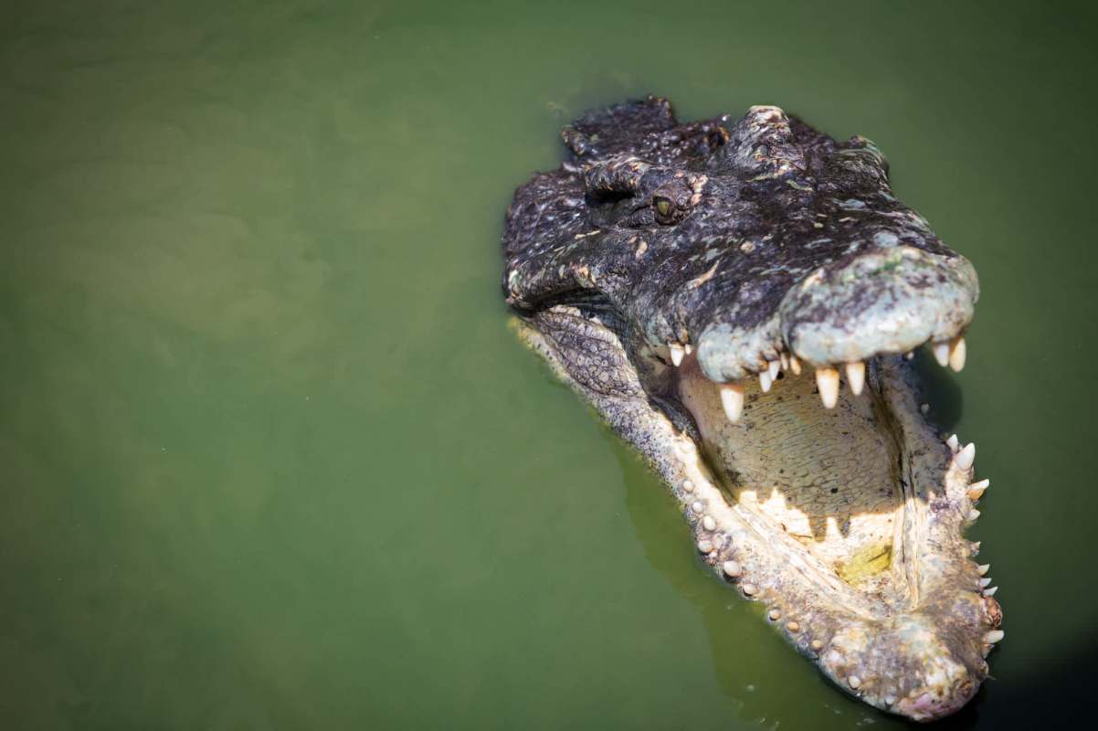 Hiker rushed to hospital after terrifying encounter with alligator ...
