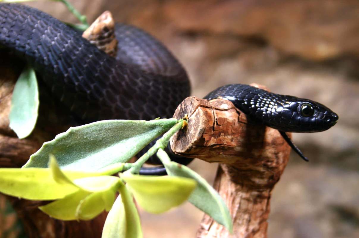 Scientists make unprecedented discovery after examining world's deadliest snake: 'It is a strong ...