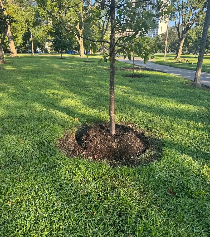 Concerned resident shares photo after spotting harmful landscaping ...