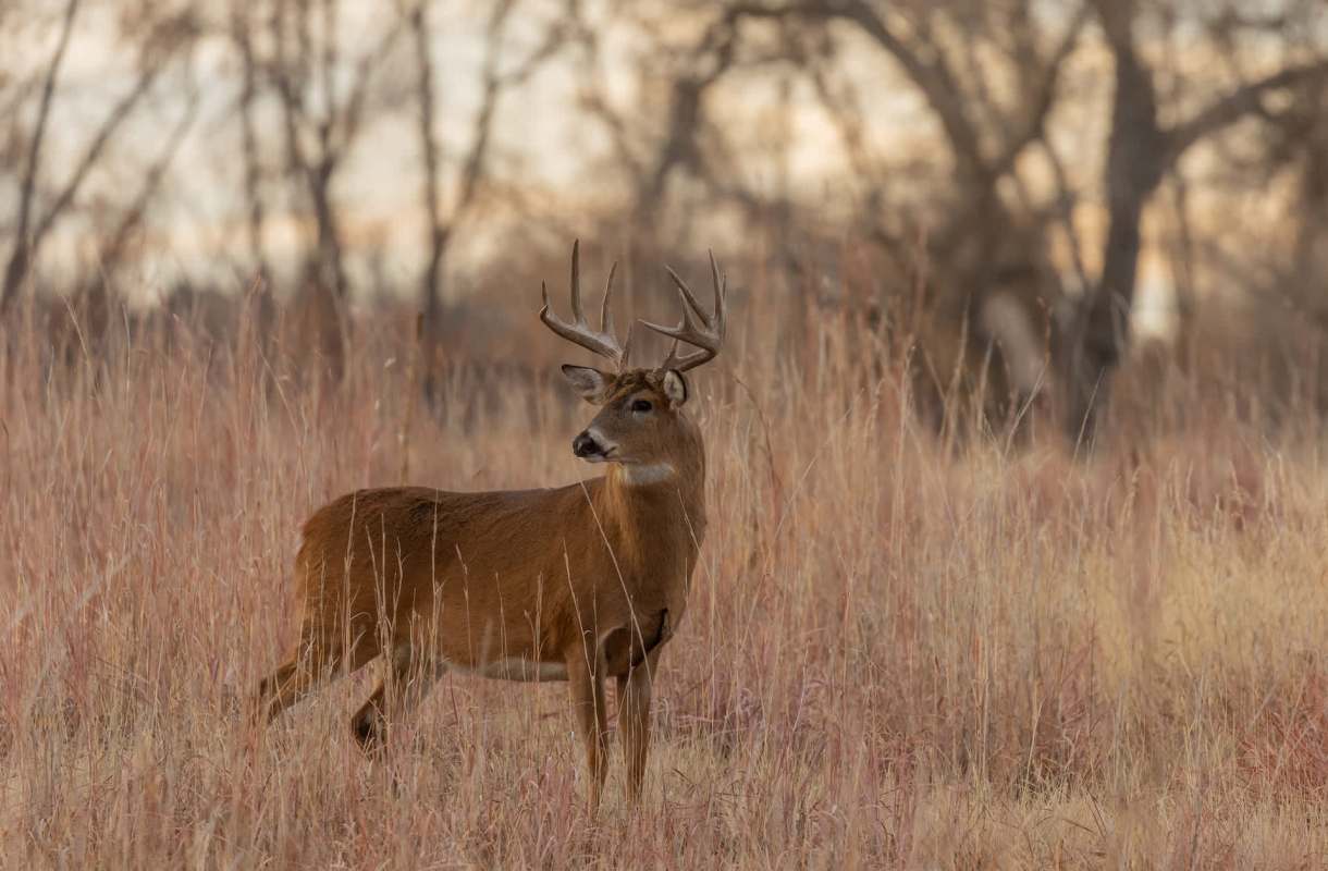 Rescue team rushes to aid distressed buck caught in dangerous ...