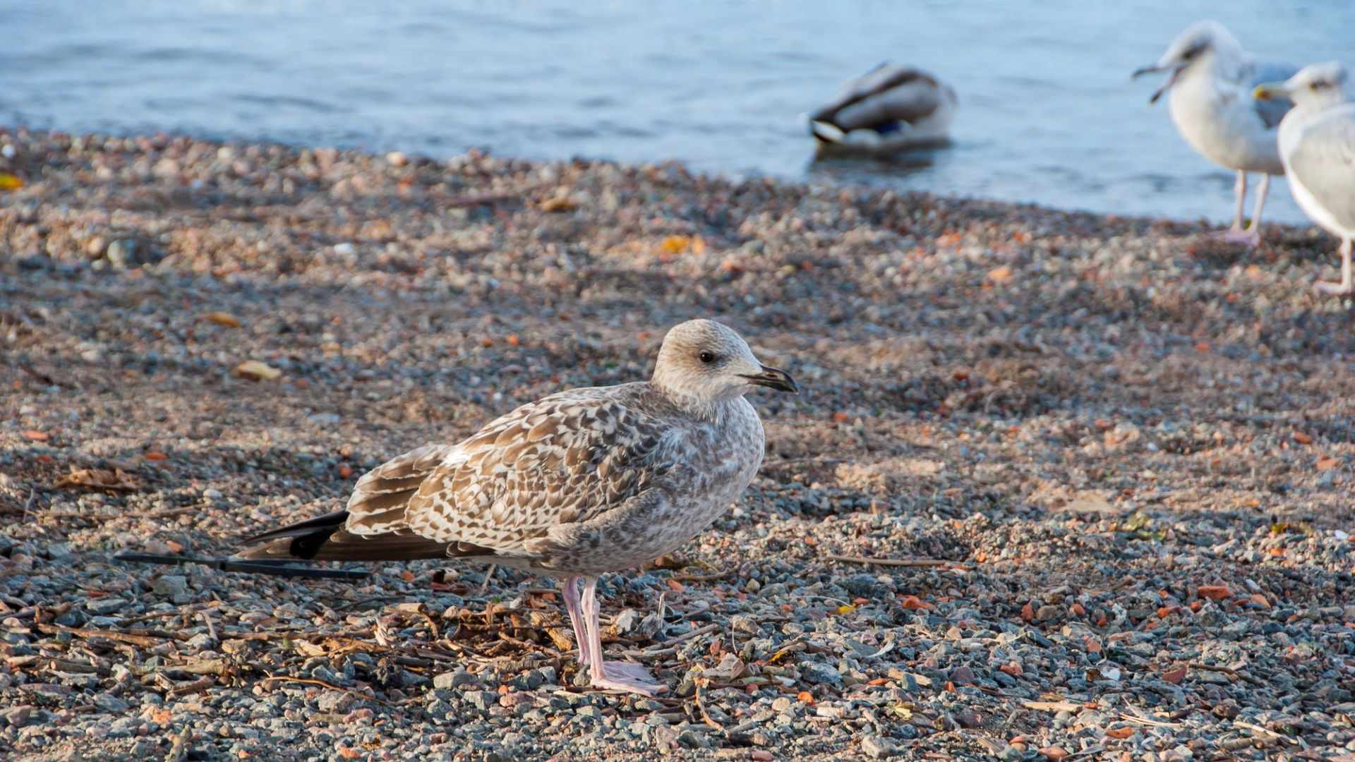 Experts issue warning over distressing trend causing surge in bird ...
