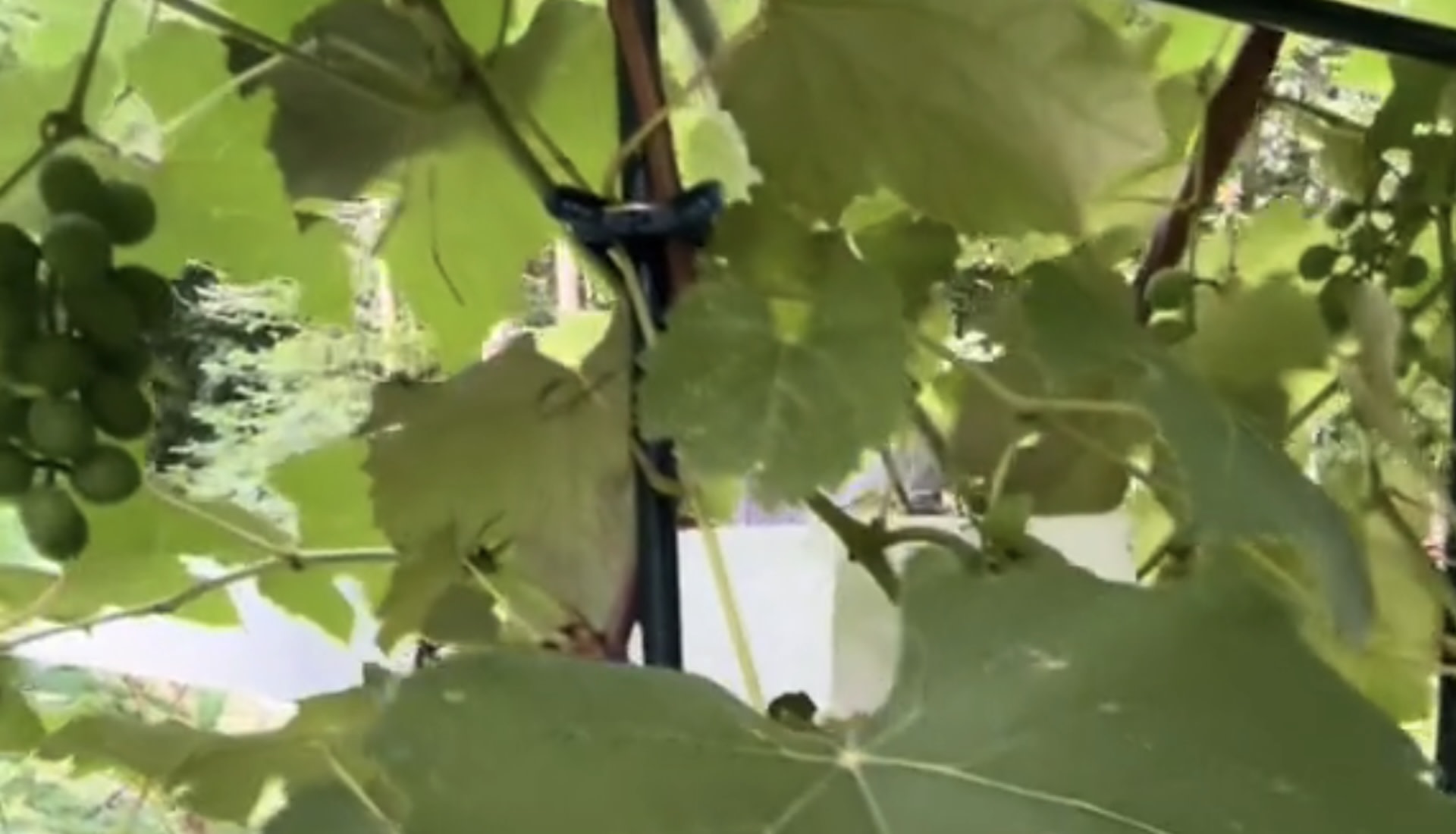 Gardner shows off incredible results after trying out traditional ...