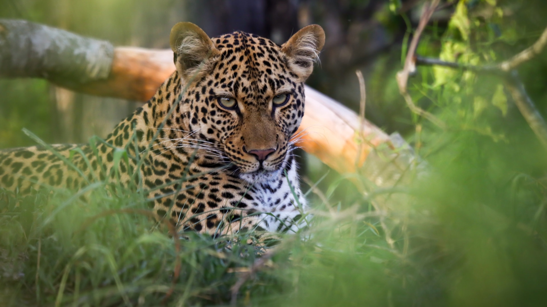 Scary video shows leopard attacking 12-year-old boy during safari ...