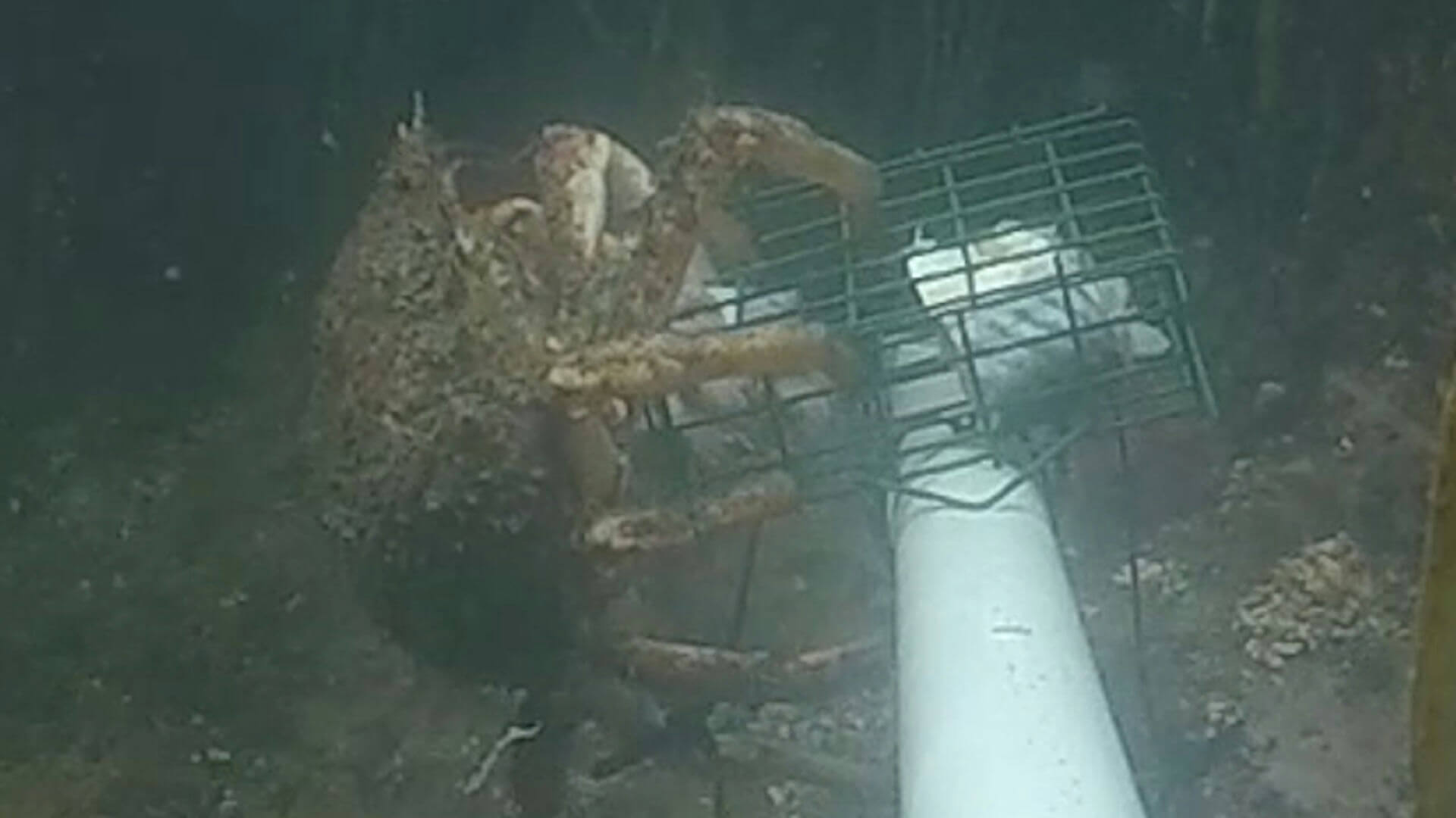 Researcher overjoyed after capturing footage of structure deep below ...