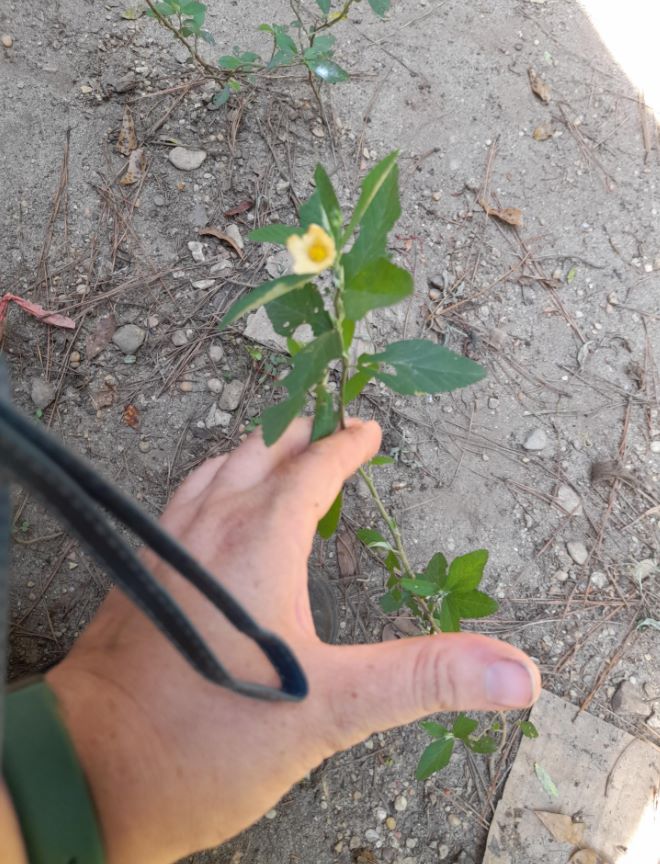Gardener in disbelief after planting seeds purchased on Temu: 'Maybe ...