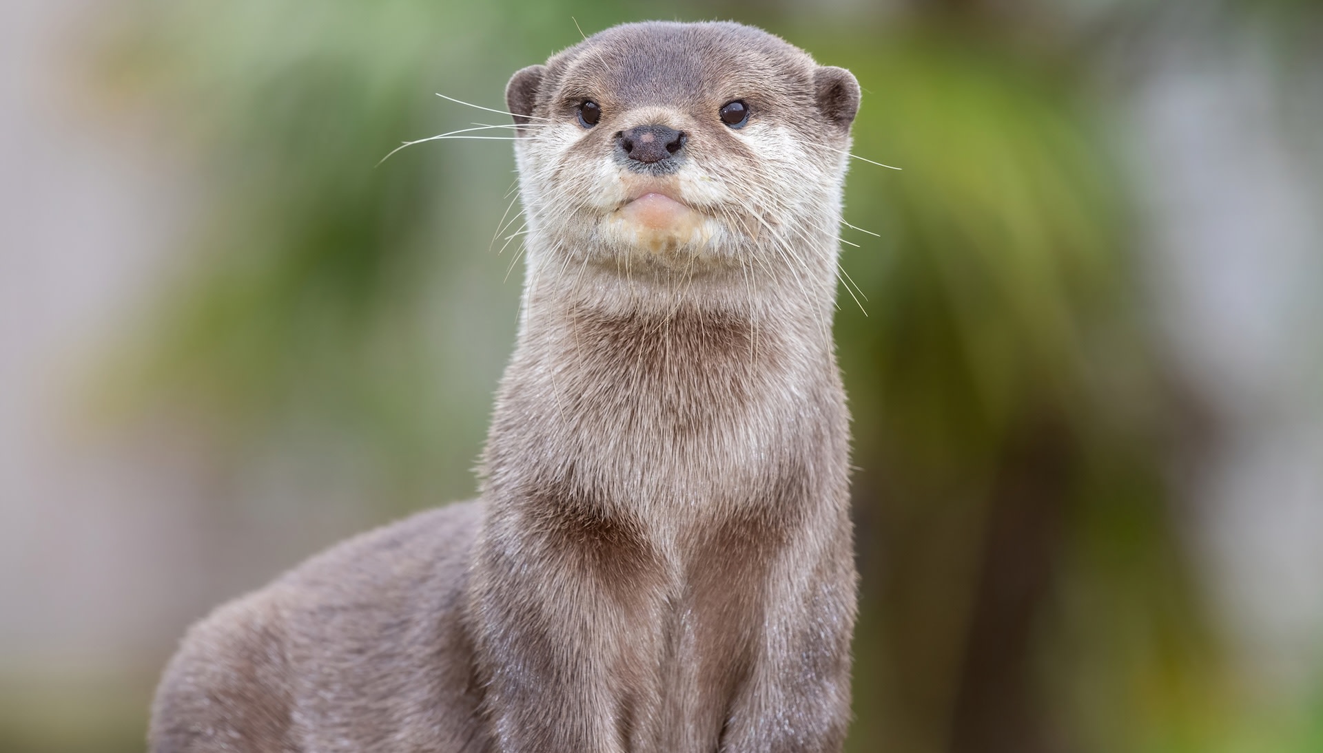 Experts turn to specially trained otter for critical underwater ...