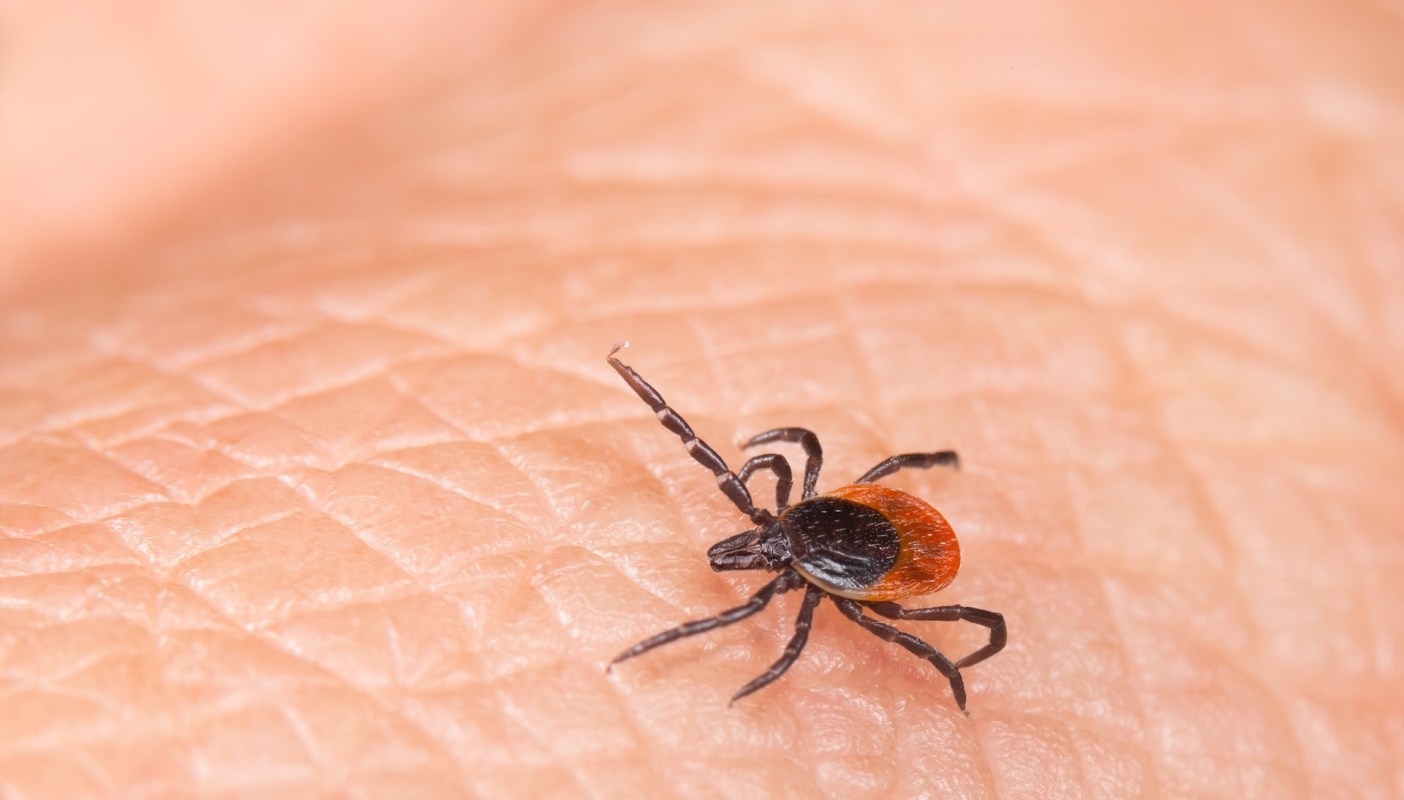 Health officials issue warning amid concerning surge in tick-borne diseases: 'Get that tick out ...