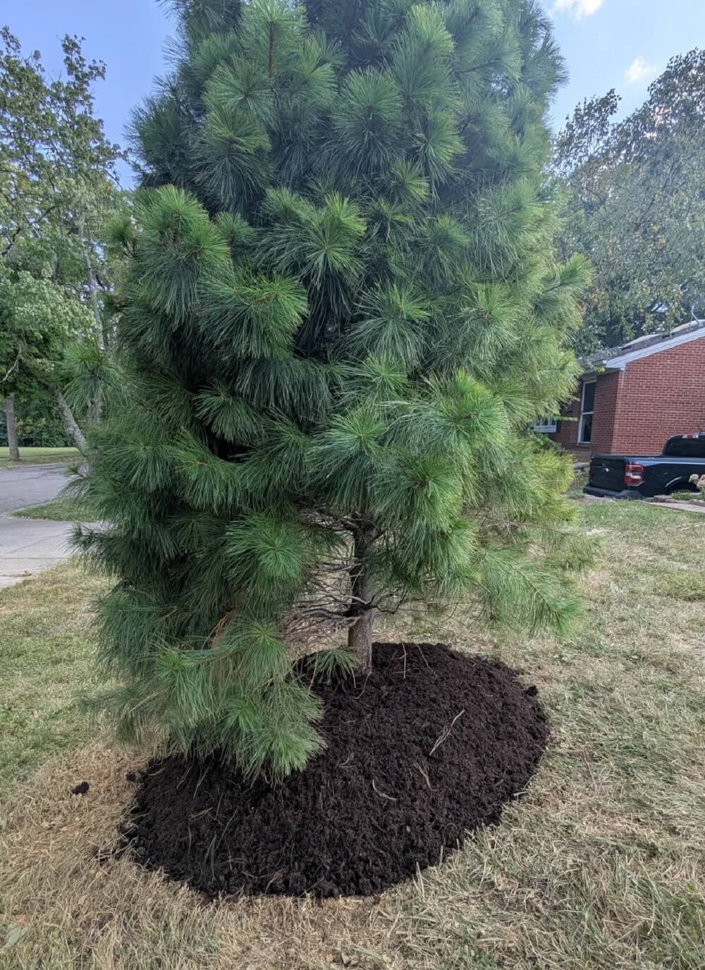 Homeowner warned after posting photo of questionable landscaping ...