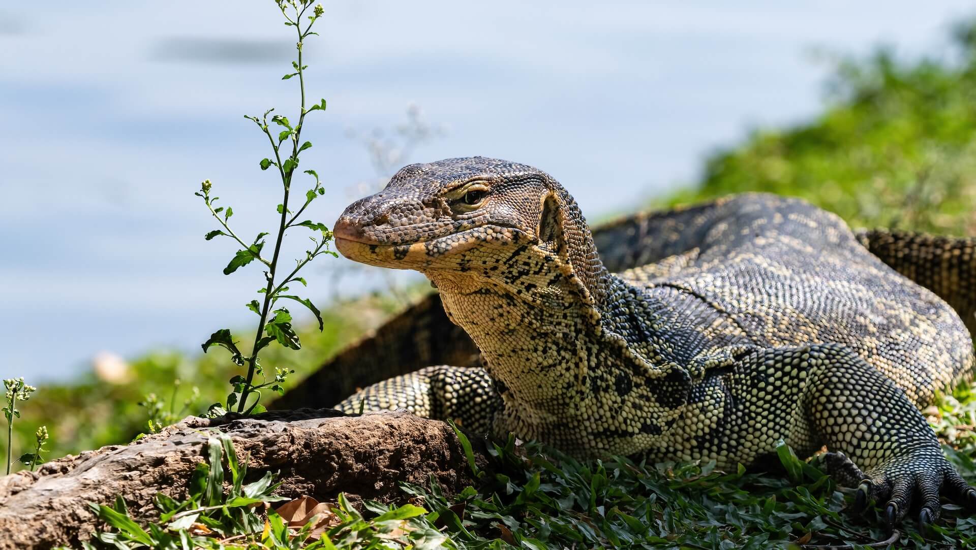 Residents forced to adapt as major city is overrun by giant lizards ...