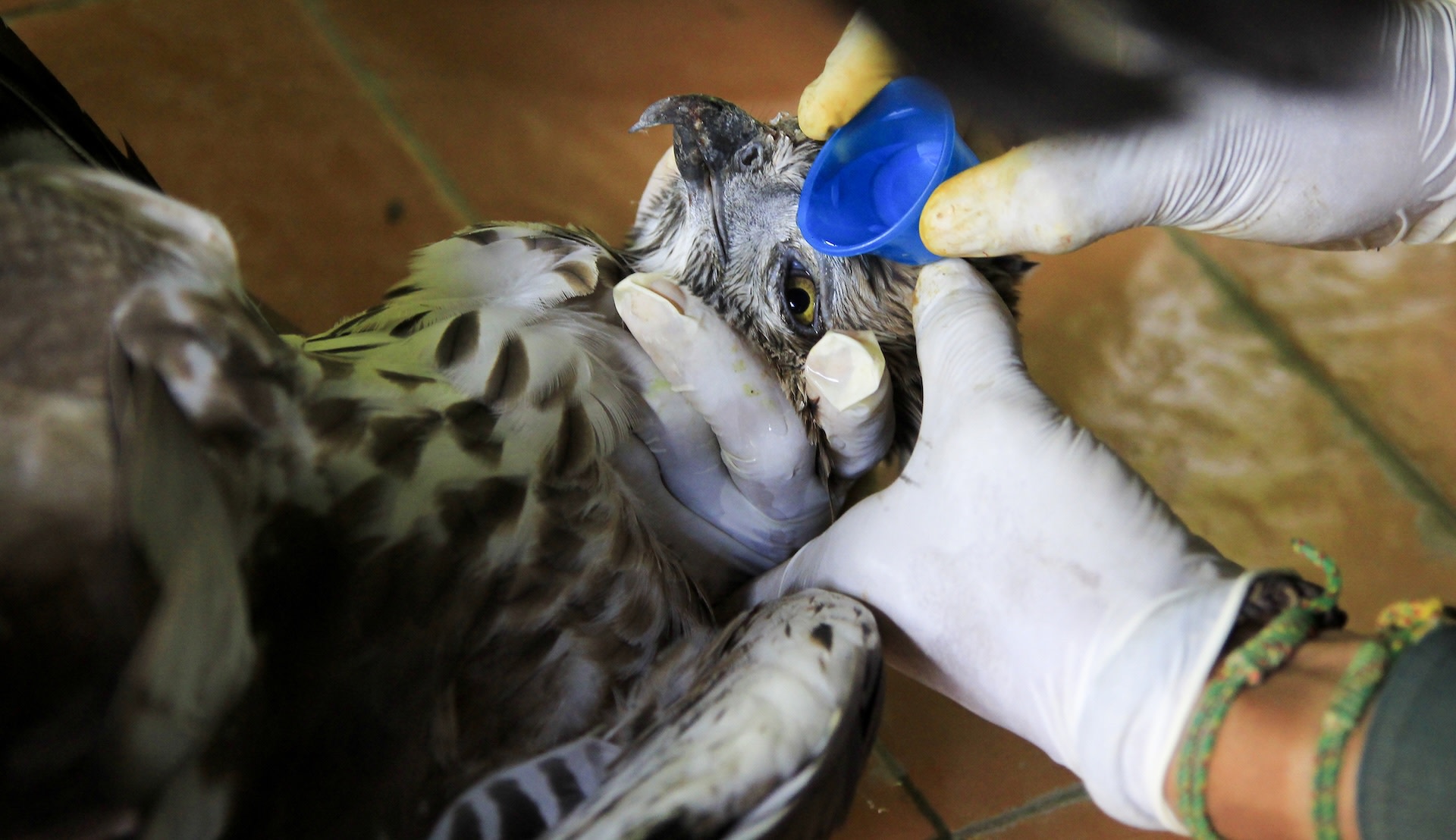 Animal rescuers spring into action after severe storm causes widespread ...