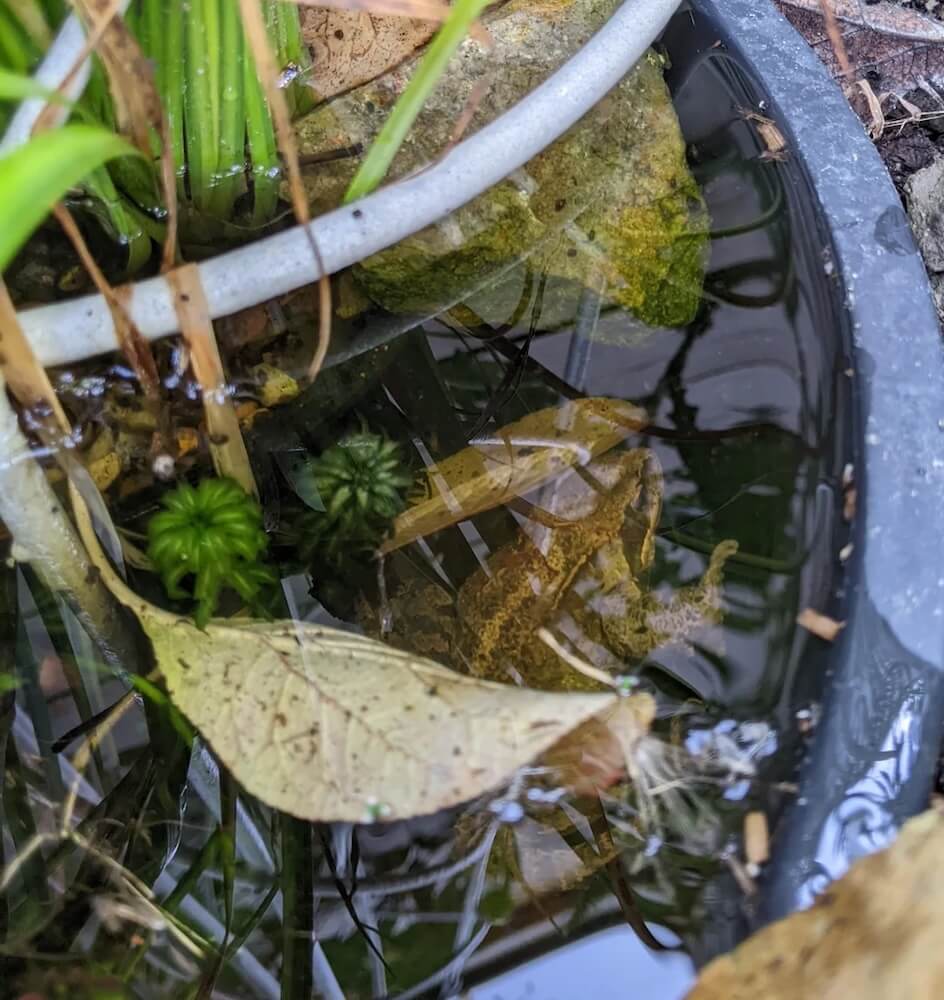 Homeowner thrilled after unexpected visitor visits new backyard pond ...