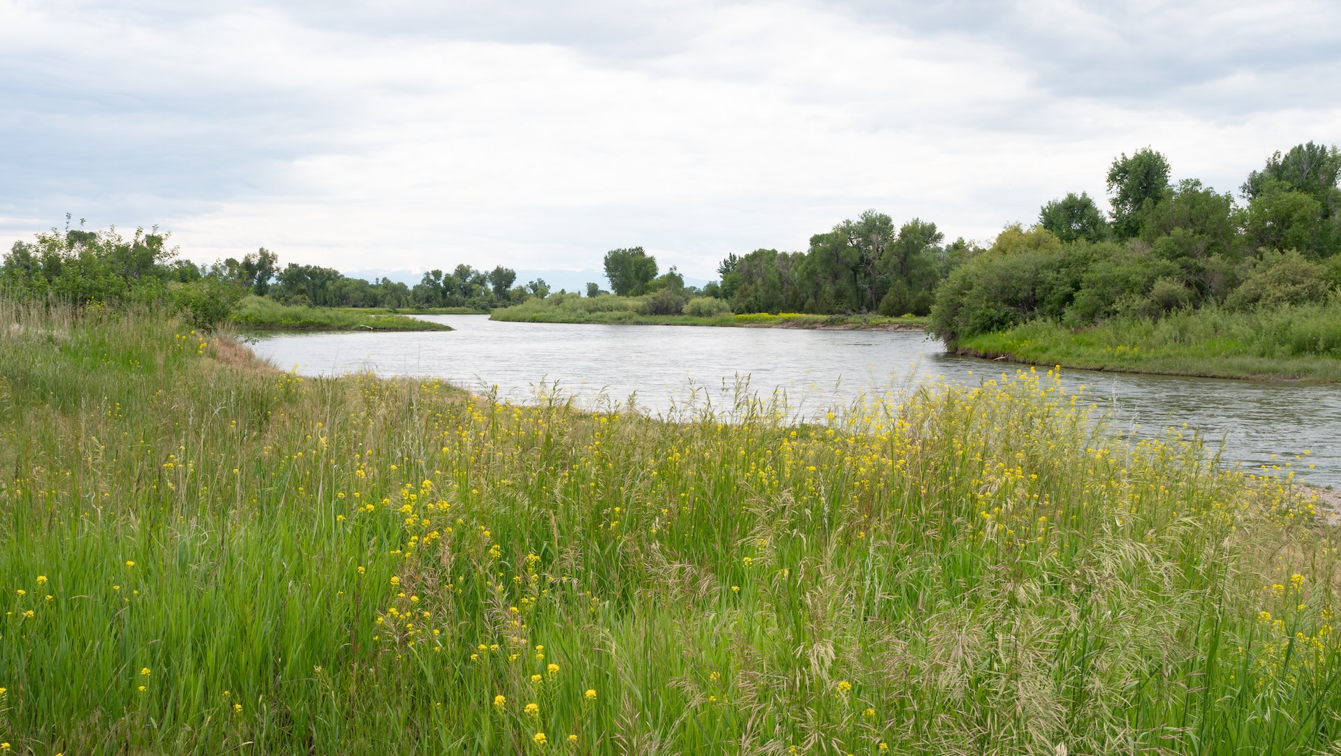 Officials remove 40,000 pounds of harmful fish from local waterway in ...