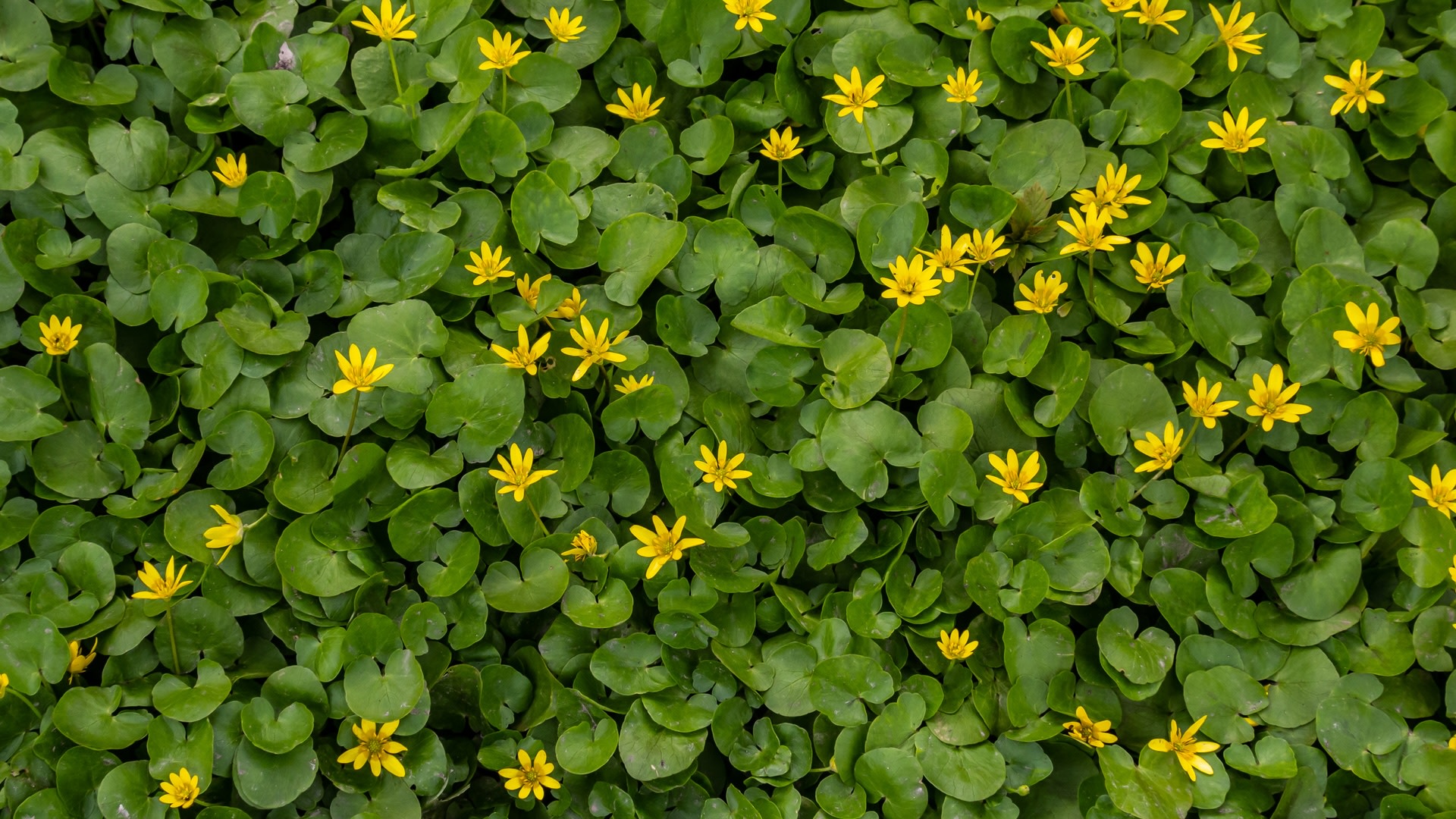 Experts issue warning as seemingly innocent flower wreaks havoc on US ...