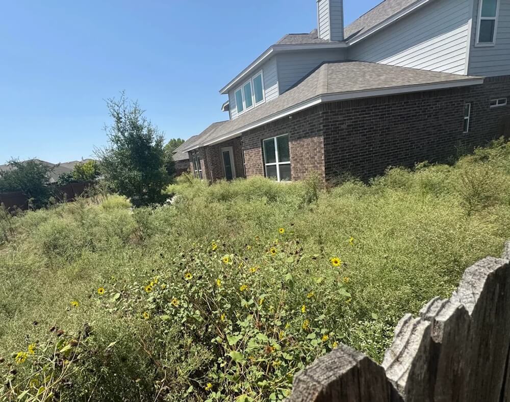 Homeowner sparks debate after sharing photo of neighbor's backyard ...