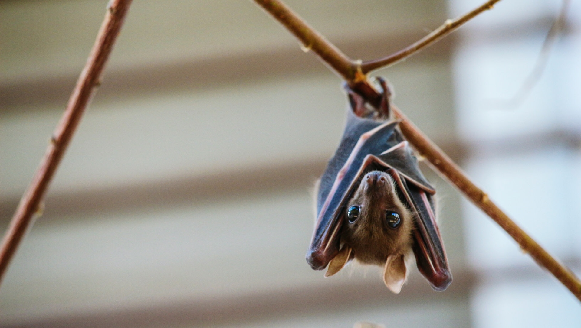 Scientists stunned after cameras show elusive creatures giving each ...