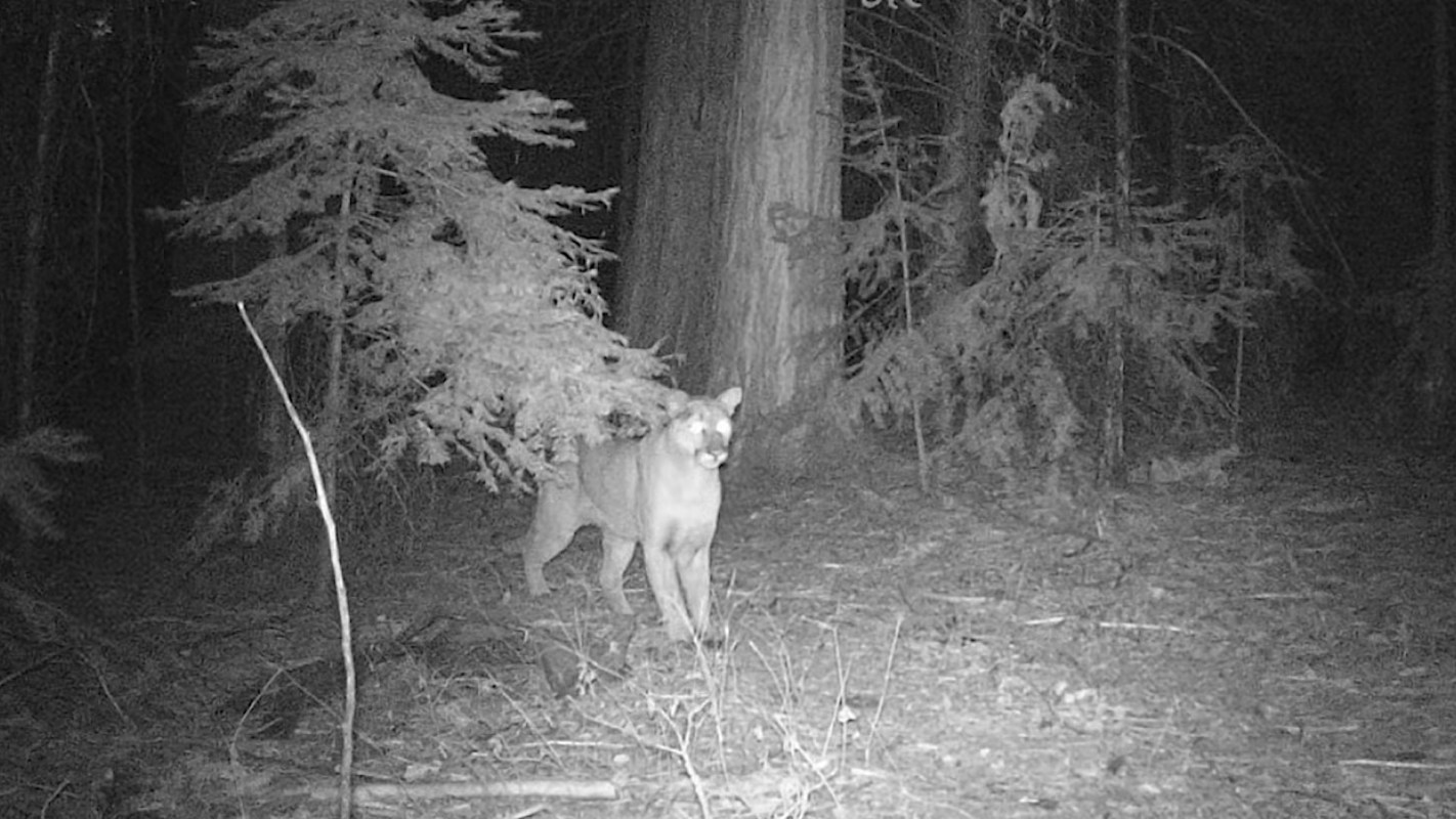 Outdoorsman stunned after capturing shocking footage of standoff in the ...