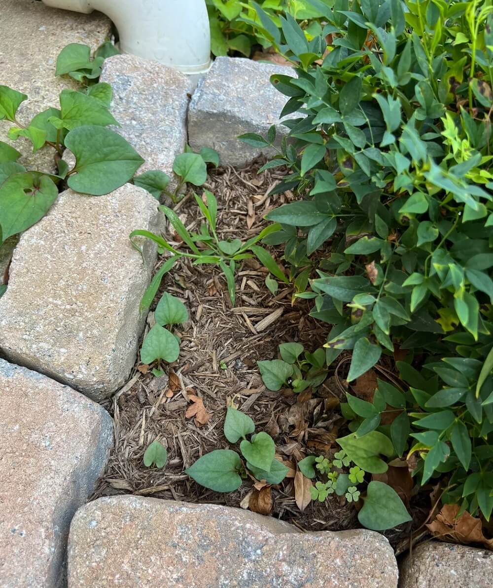 Homeowner warned after sharing misguided landscaping plan: 'A waste of ...