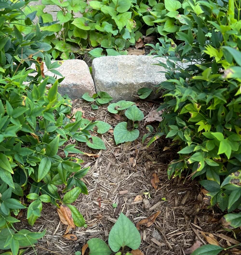 Homeowner warned after sharing misguided landscaping plan: 'A waste of ...