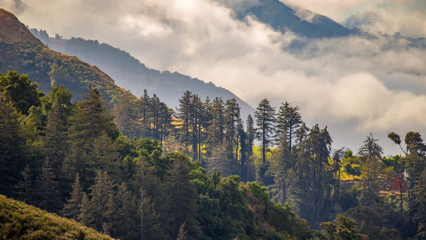 Hidden cameras capture first-of-its-kind footage of rare creature and ...