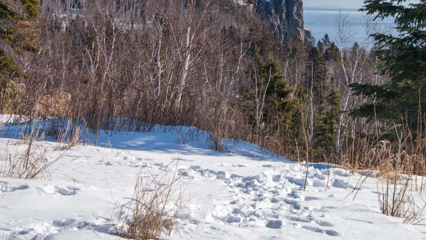 Trail cameras capture incredible footage of skirmish between rare ...