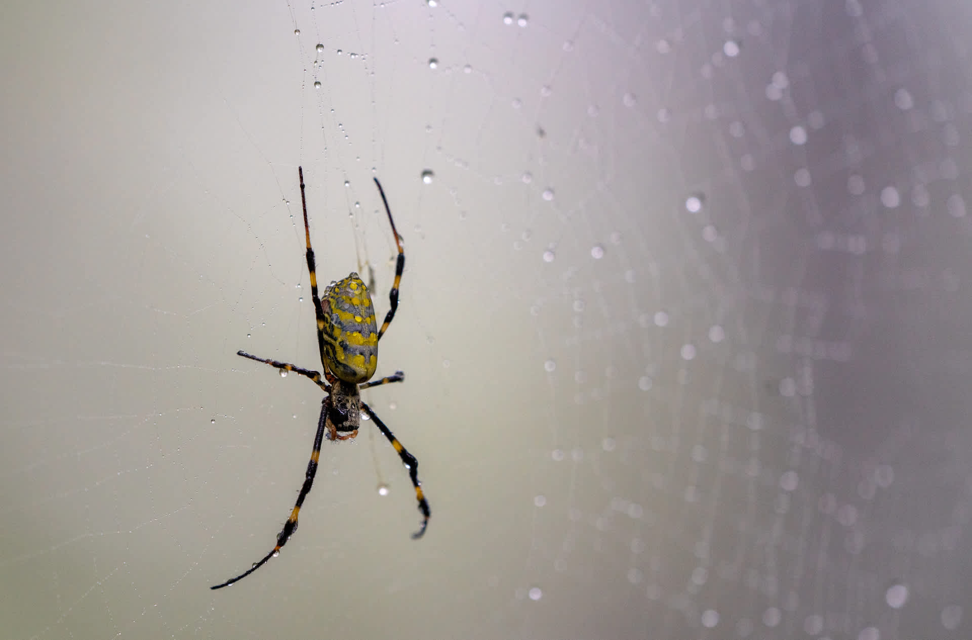 Expert issues warning as severe spider infestation plagues US region ...