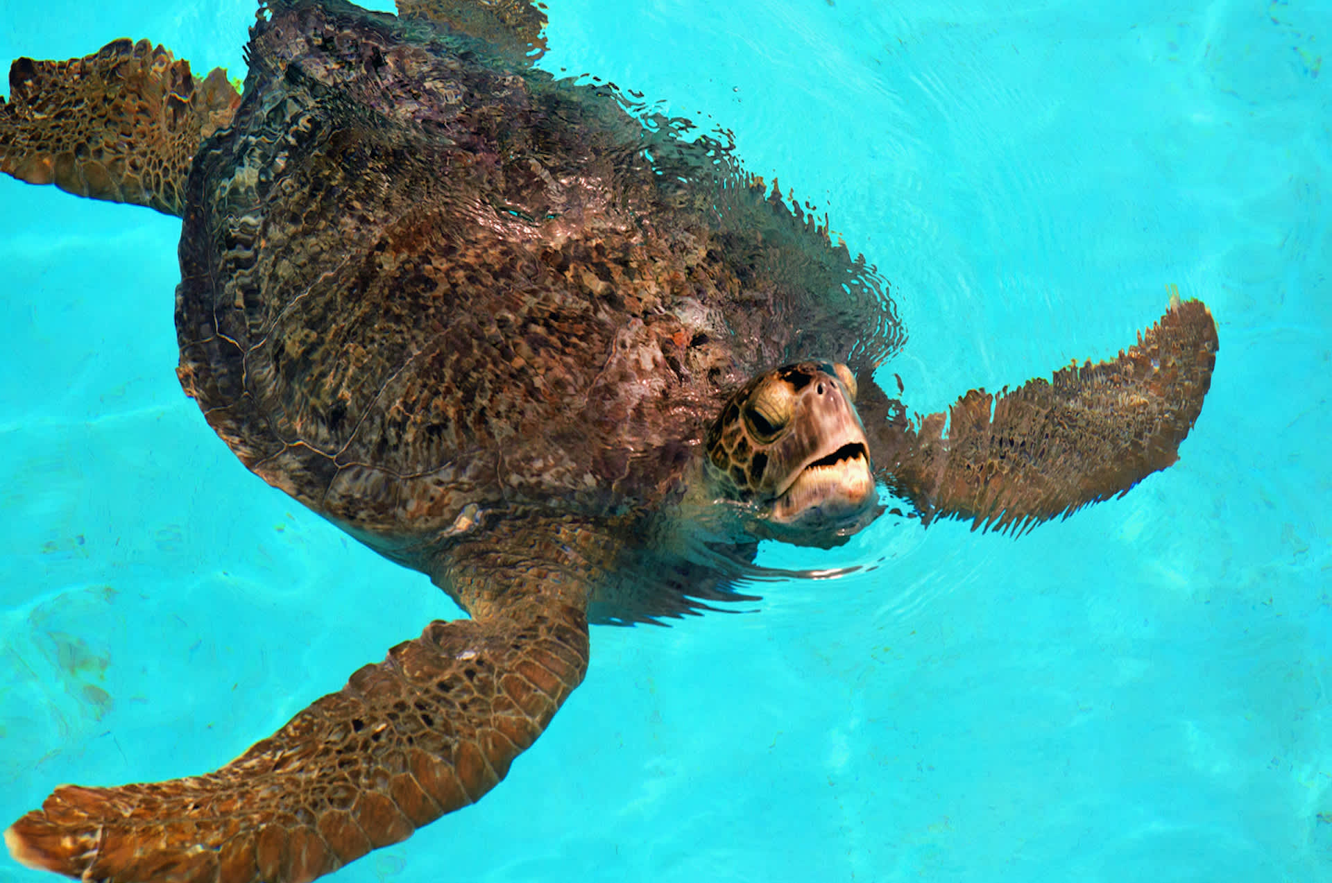 Experts make disturbing discovery inside stomach of ailing sea turtle ...