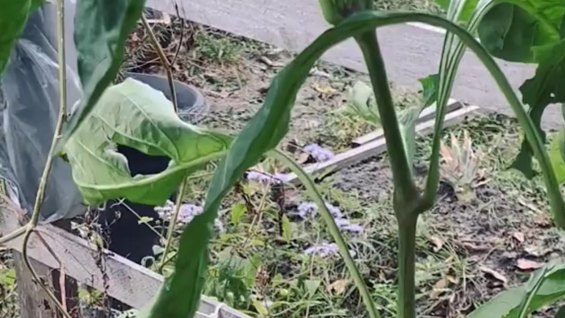 Gardener finds unexpected guest lounging high atop their tree: 'Slick ...