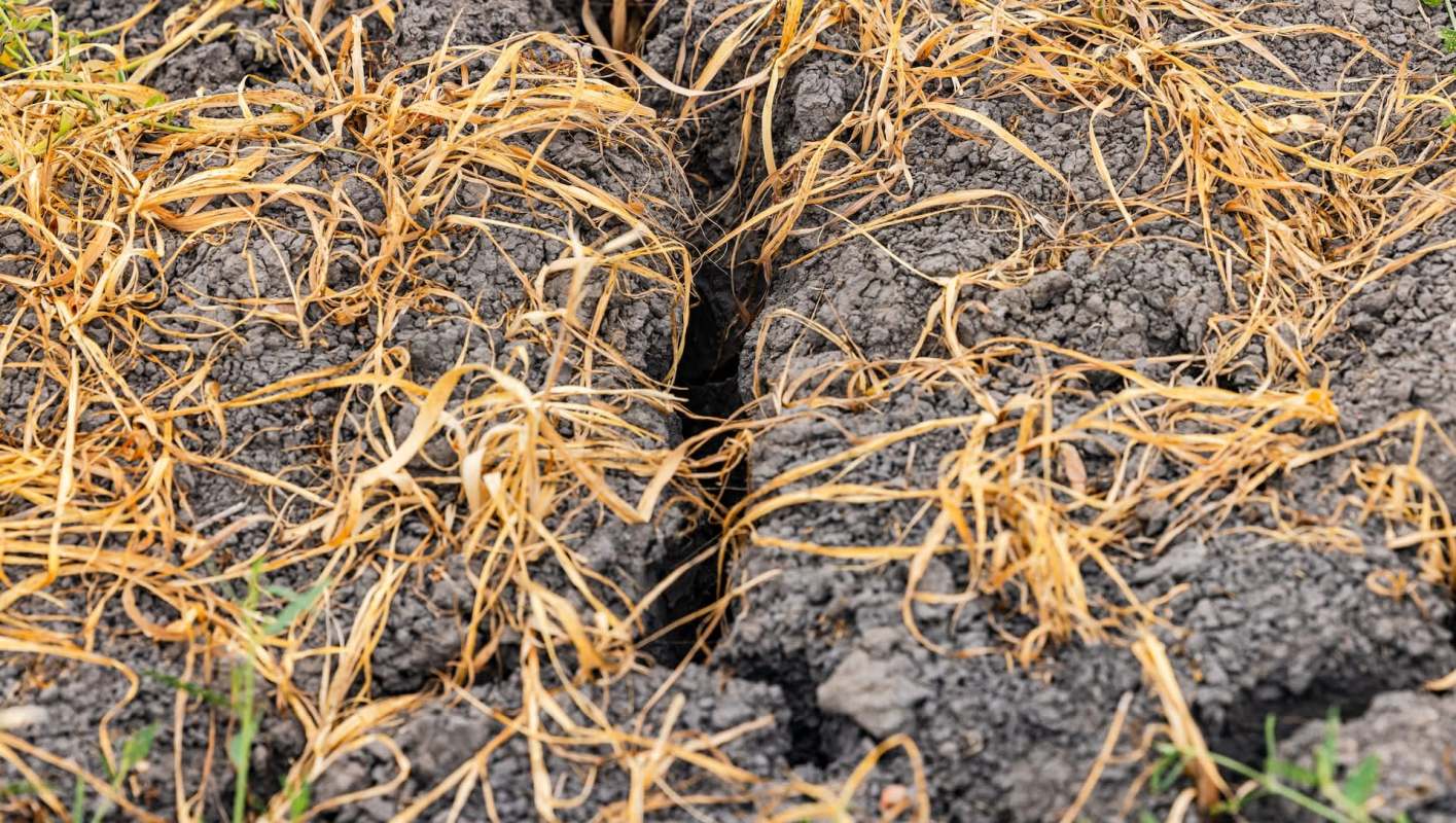 Farmers devastated as extreme conditions wipe out key crops: 'The worst ...