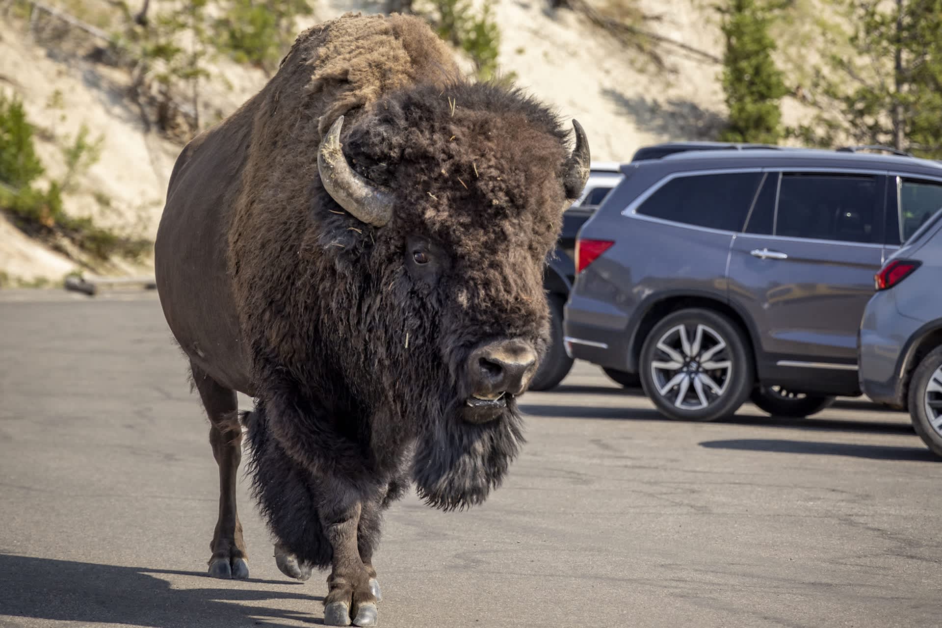 Park visitor captures frightening video of bison charging at group of ...