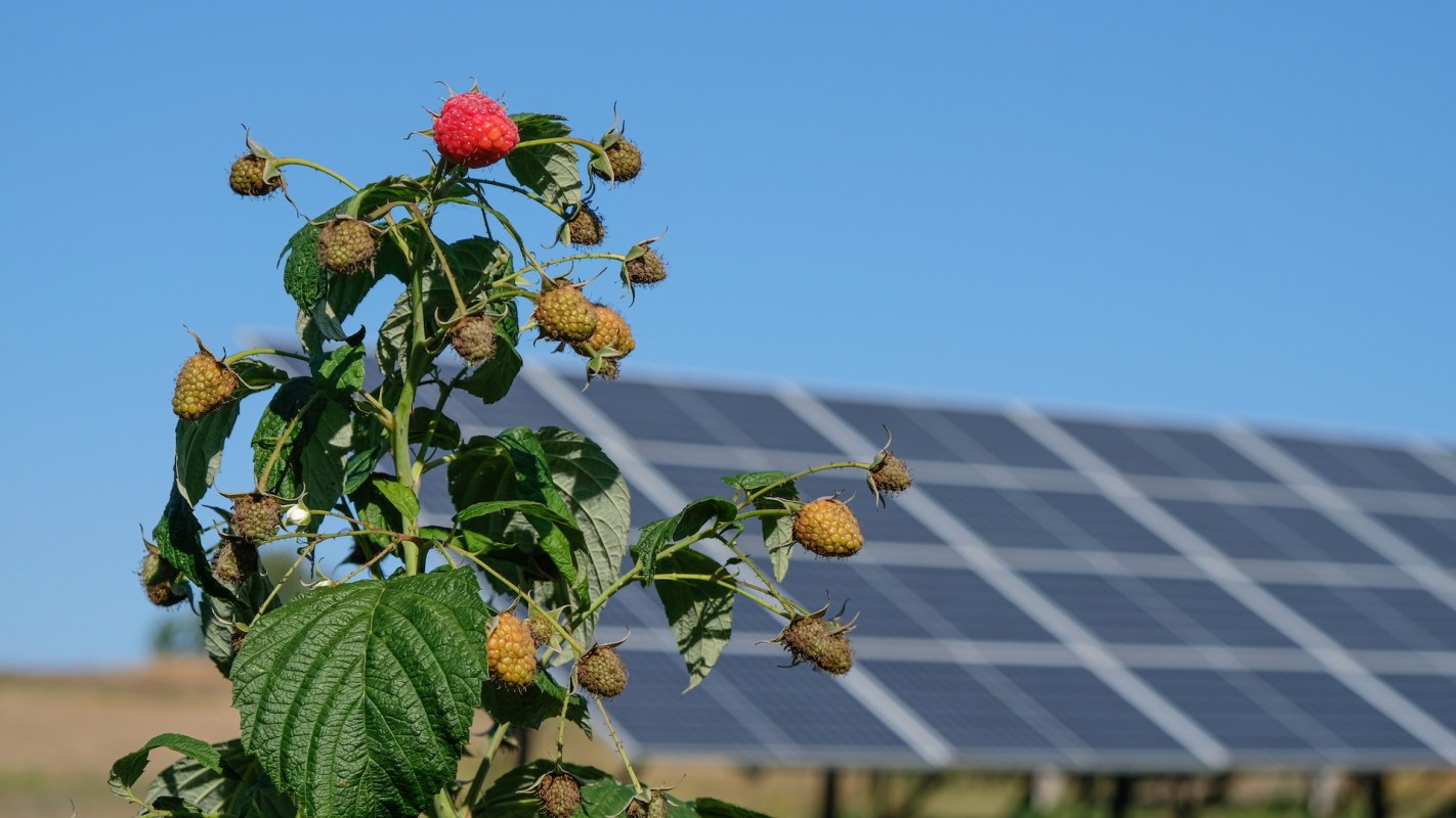 Researchers test revolutionary method of combining crops and solar ...