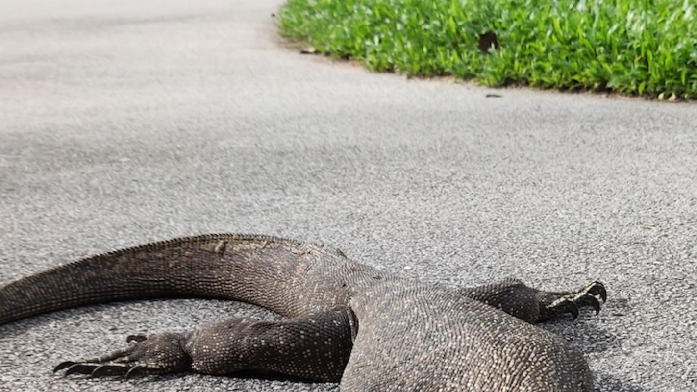 Officials share update after giant, alligator-sized lizard escapes from ...