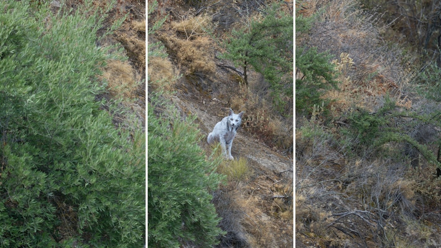 Tourist captures unprecedented photo of rare 'white ghost' animal ...