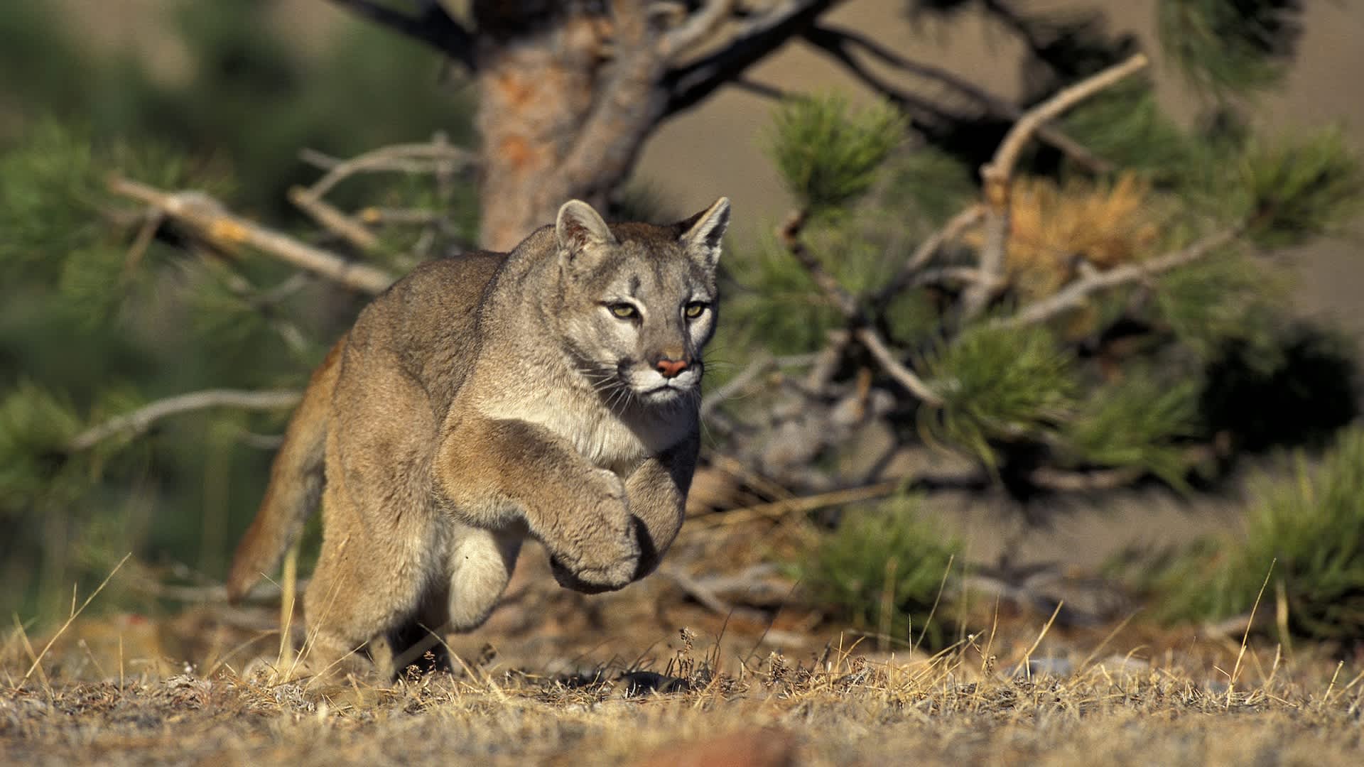 Homeowner stunned after witnessing wild animal attack on family dog ...