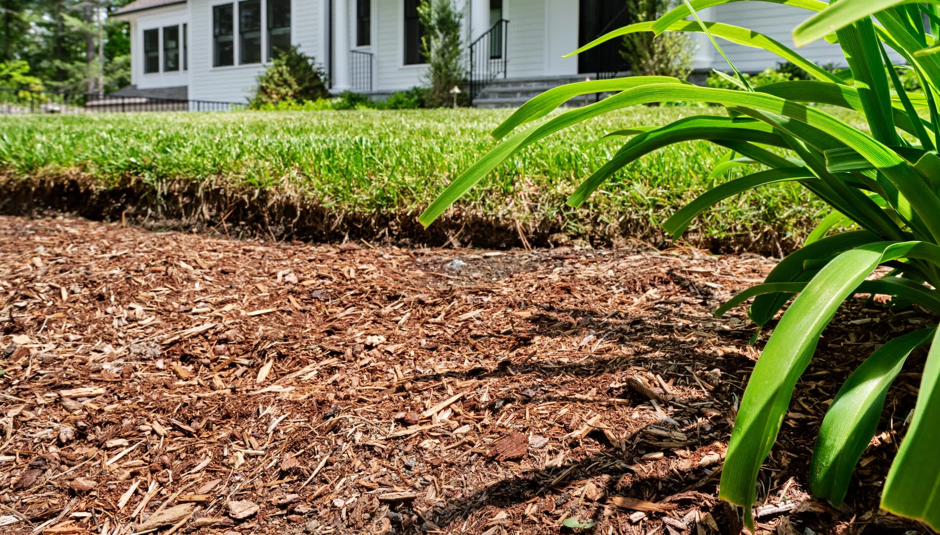 Passerby shares video after spotting concerning landscaping mistake: 'This won't help'