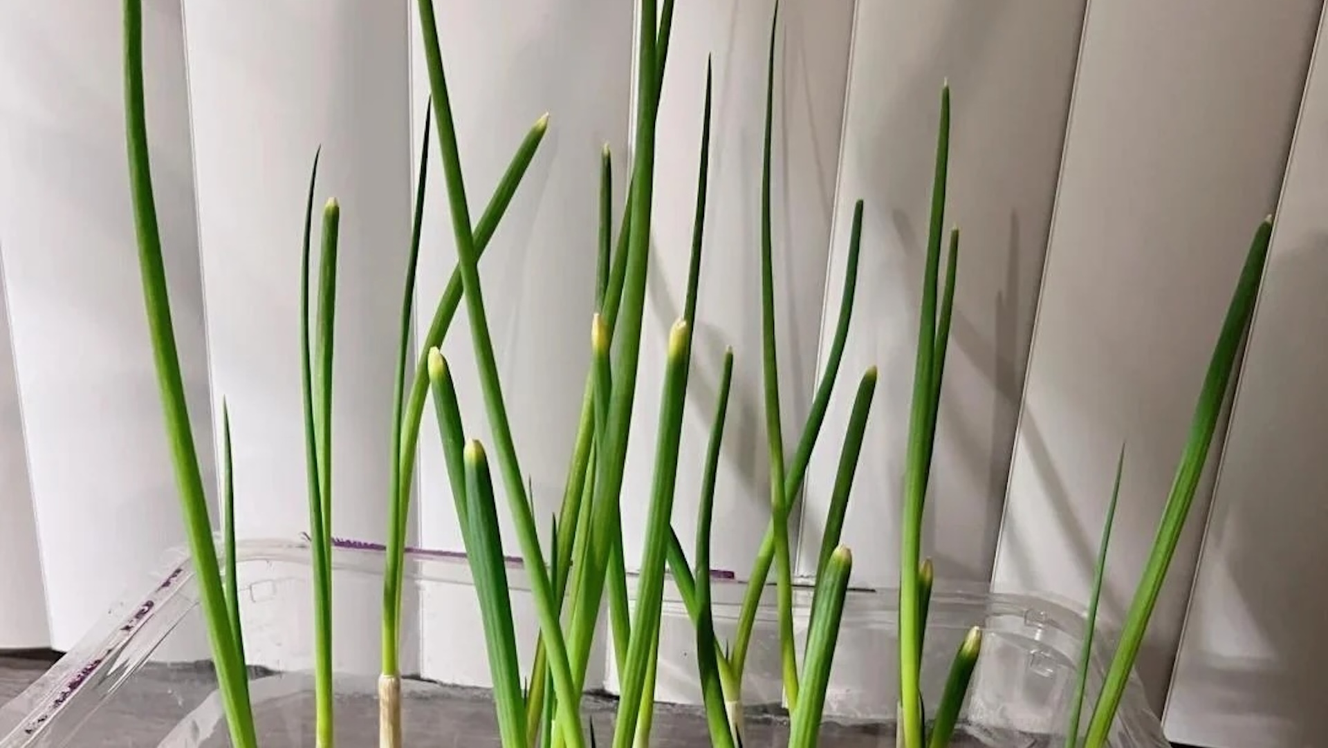 Gardener shares easy method to grow seemingly endless supply of popular produce item at home ...