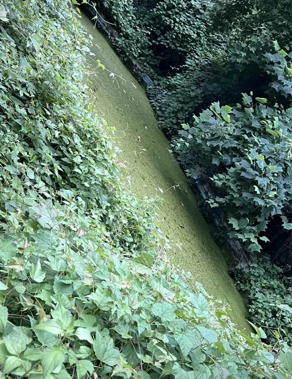 Homeowner shares stunning photo after neighbor neglects swimming pool ...
