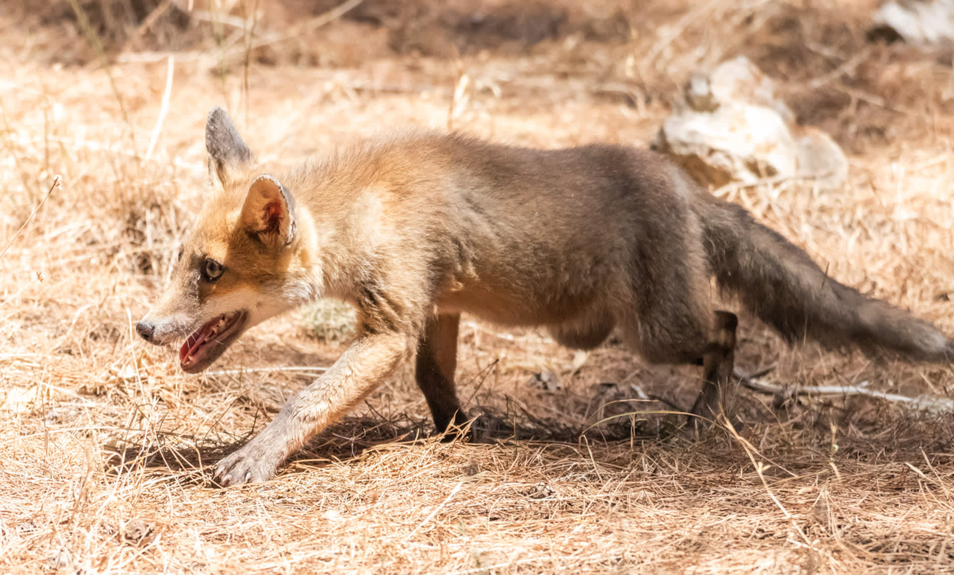 Experts issue urgent warning after finding wild animal in heartbreaking ...