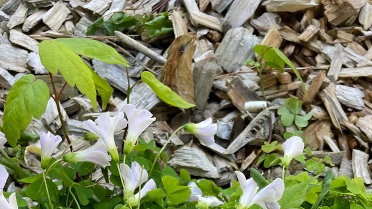 Homeowner met with warnings after sharing photo of mystery growth in yard: 'Not doing yourself ...