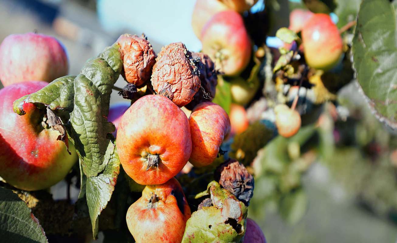 Farmers issue warning as beloved food items become harder to grow ...