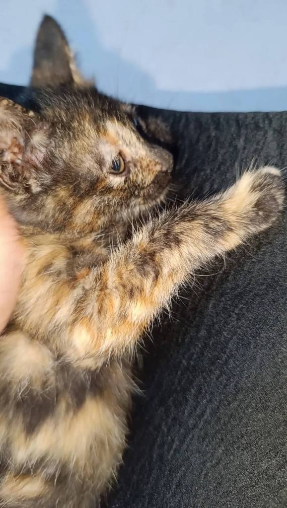 Pet owner shares photos after making disturbing midnight discovery in ...