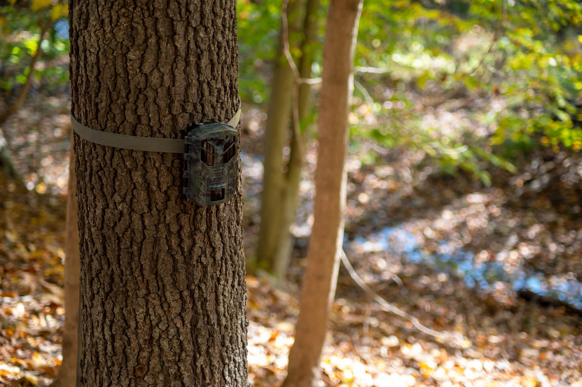 Trail camera captures rare glimpse of rare creature: 'Very interesting ...