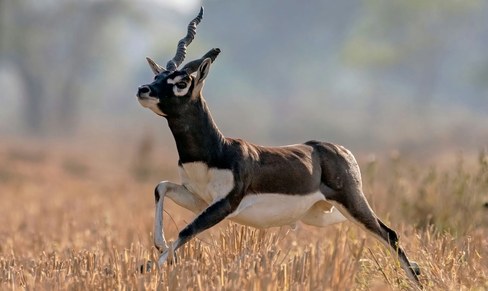 Officials stunned after impressive comeback of rare creature ...