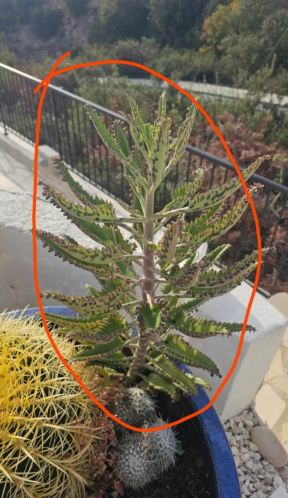 Homeowner warned after sharing photo of dangerous backyard plant: 'The ...