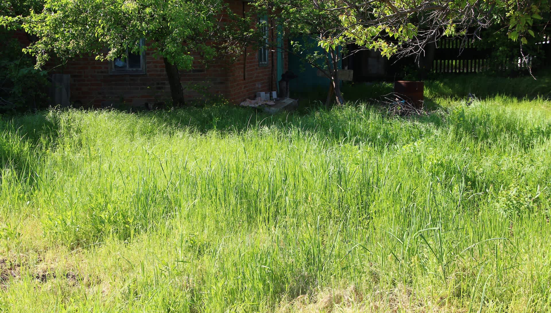 Homeowner warned after sharing photo of landscaping dilemma: 'Don’t let ...
