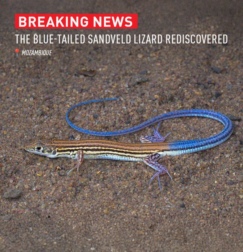 Research camera captures first sighting of 'lost' creature unseen for ...