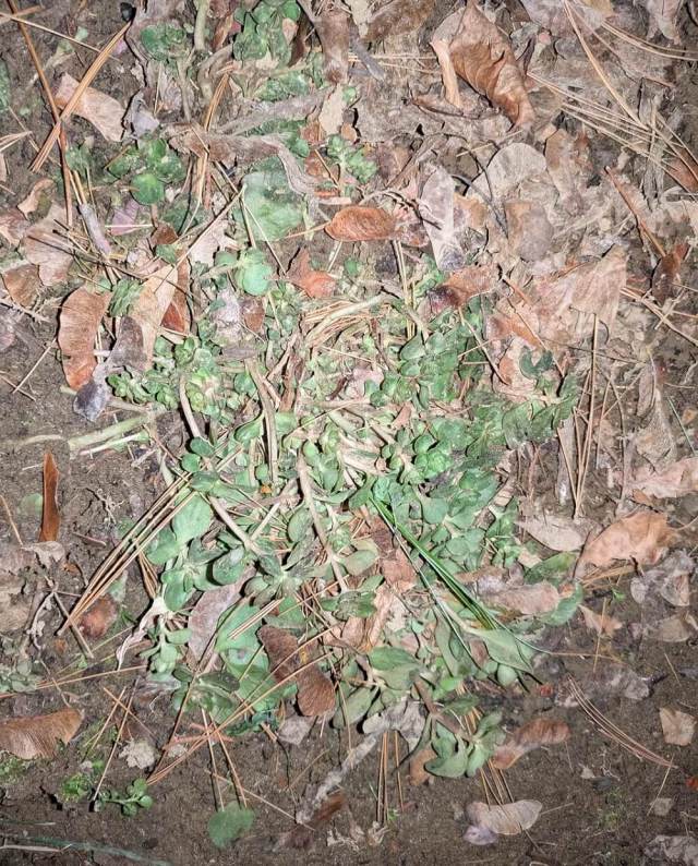 Homeowner distraught over HOA's destructive act: 'I'm crying internally'