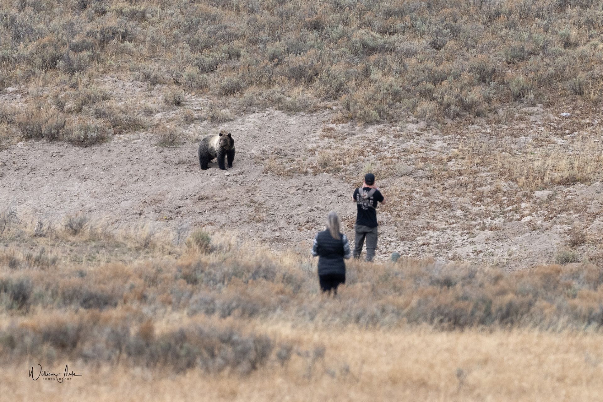 Unbelievably 'stupid' tourists at Yellowstone National Park spark ...